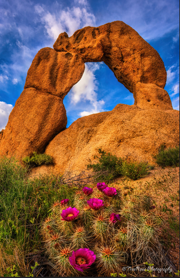 Desert Bloom at Scorpion Arch – Ian Russell Gallery