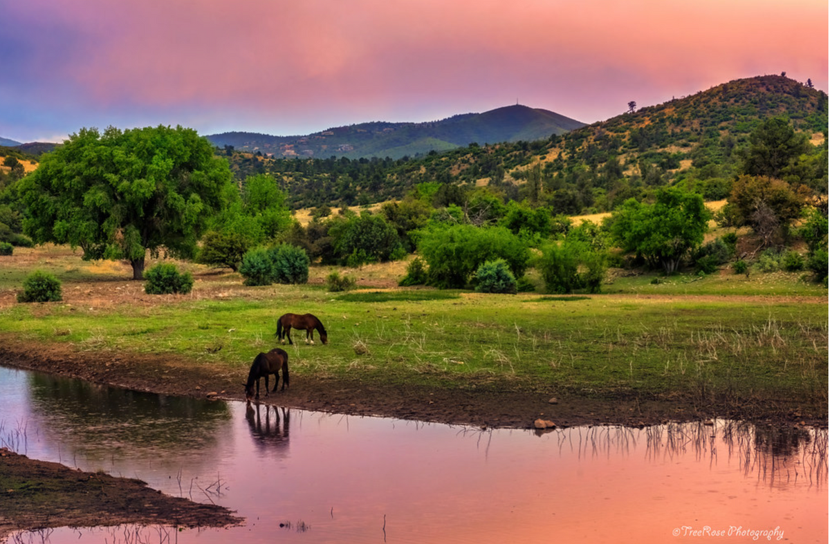 Evening Respite – Ian Russell Gallery