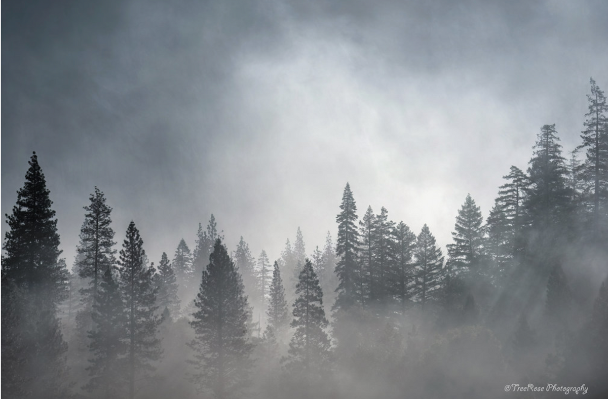 Spectral Trees – Ian Russell Gallery